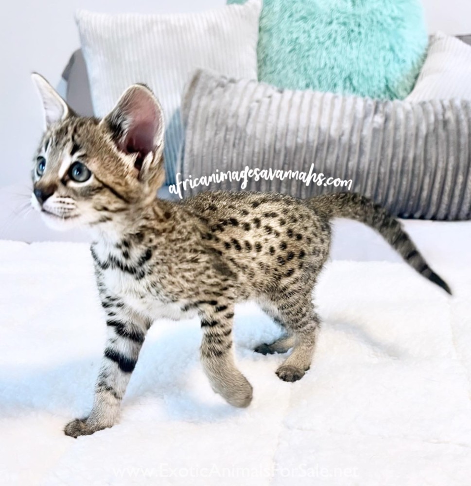 F2 Savannah Cat for Sale