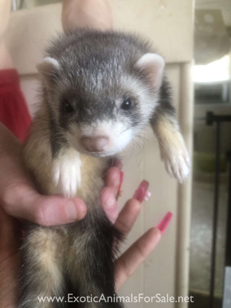 Ferret Kits for Sale