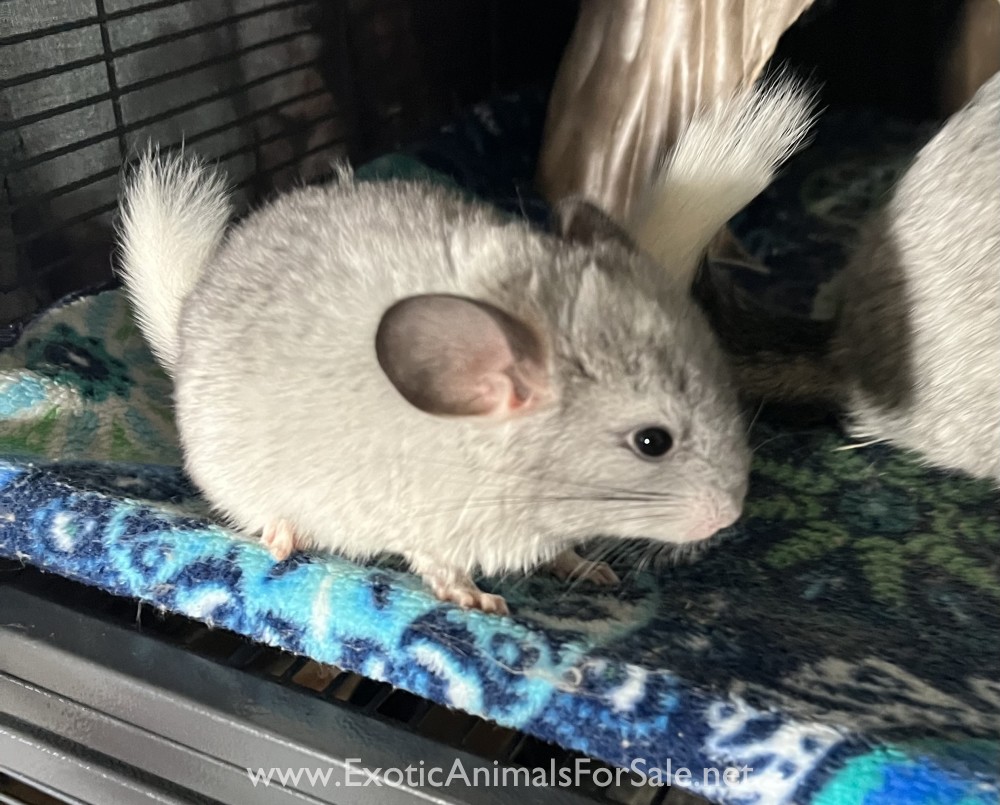 Chinchilla kids ready for new home for Sale