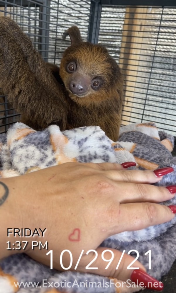 2 toed Sloth baby for Sale