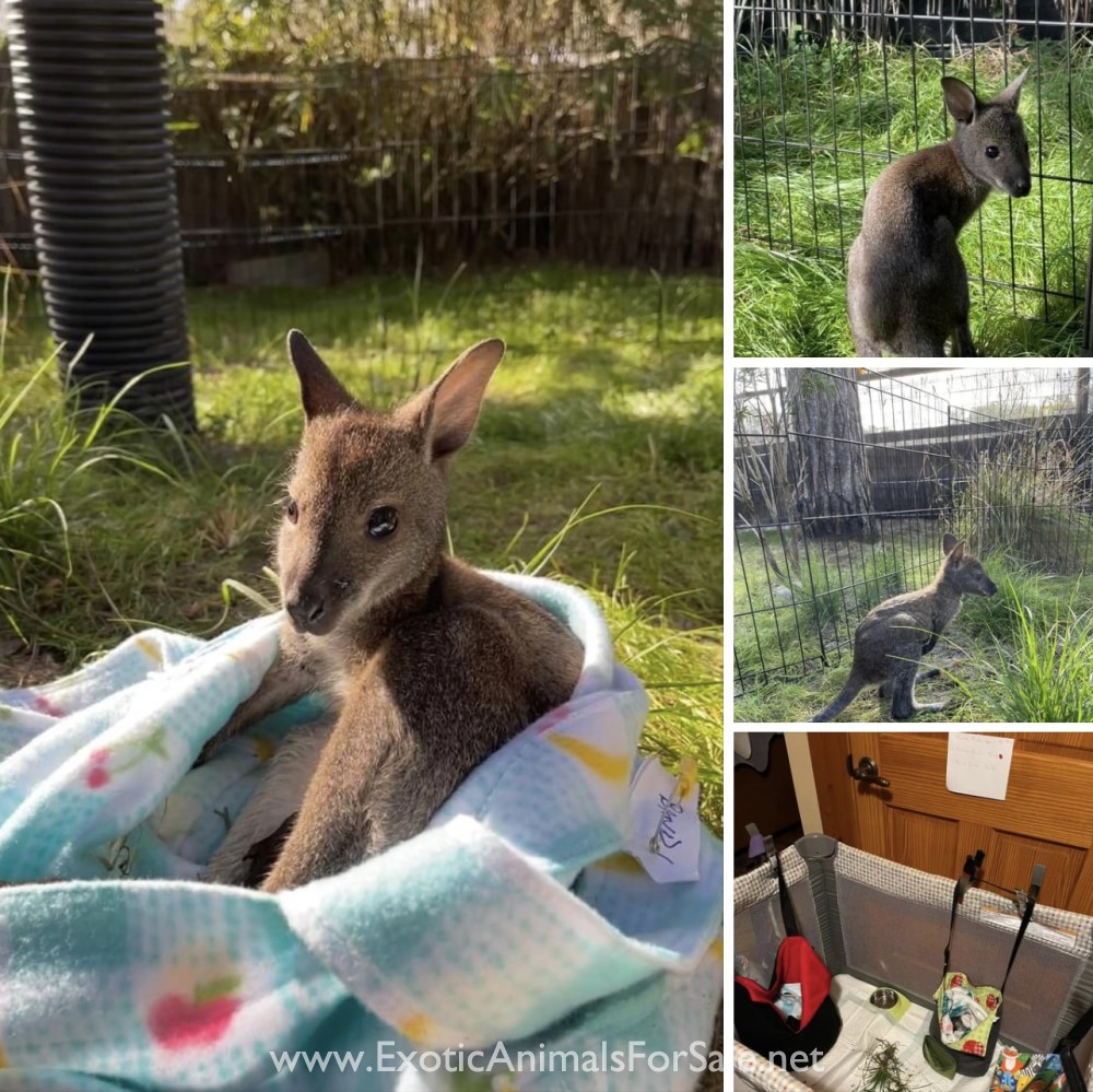 Wallabies For Sale