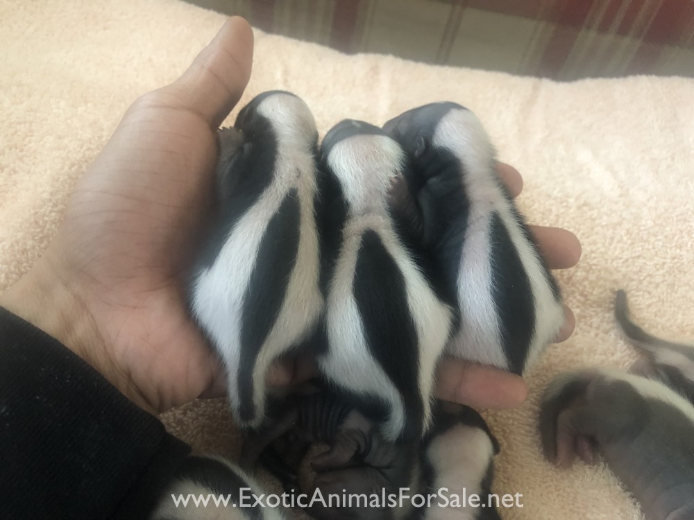 Skunk Kits for Sale