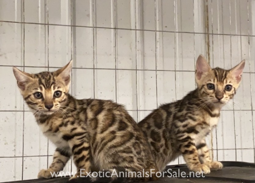Bengal Cat For Sale