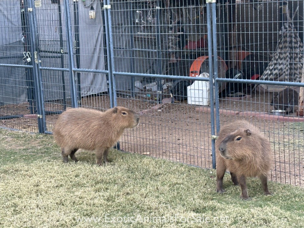 Capybaras Mated Pair, Super Friendly! for Sale
