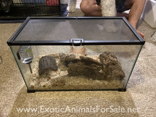 Deer Mice Colony for Sale