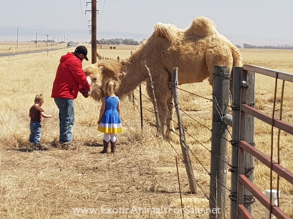 Camels For Sale