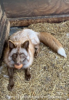 Fox for Sale