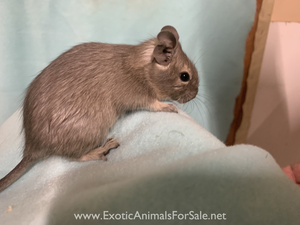 Degus for Sale