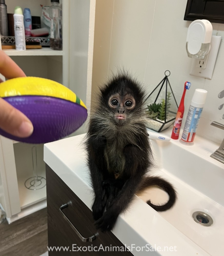 Capuchin monkey & spider monkey baby for Sale
