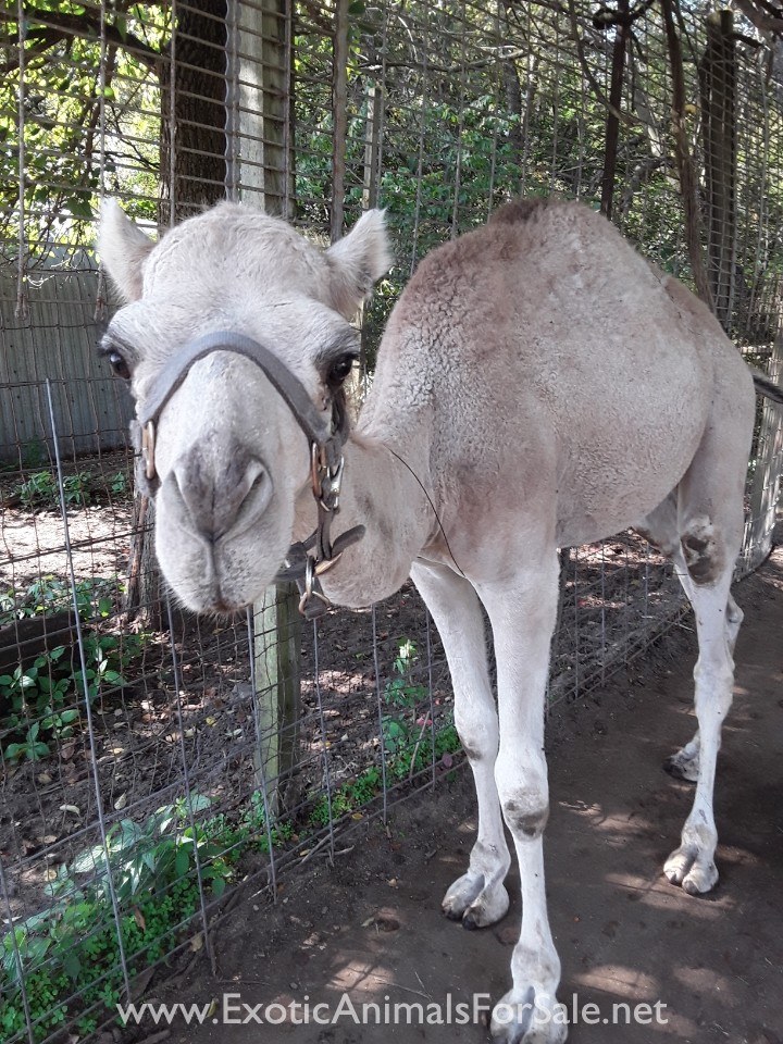 Camel for Sale