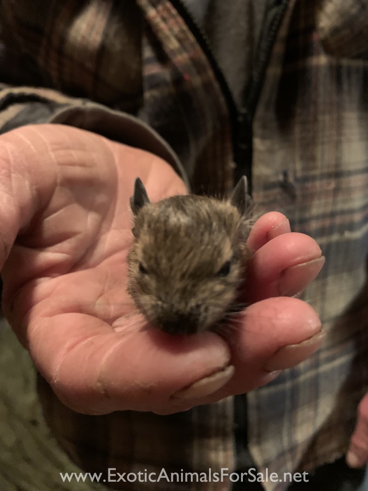 Baby degus for sale for Sale