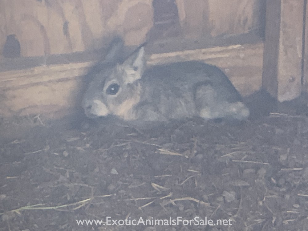 Patagonian Mara for Sale