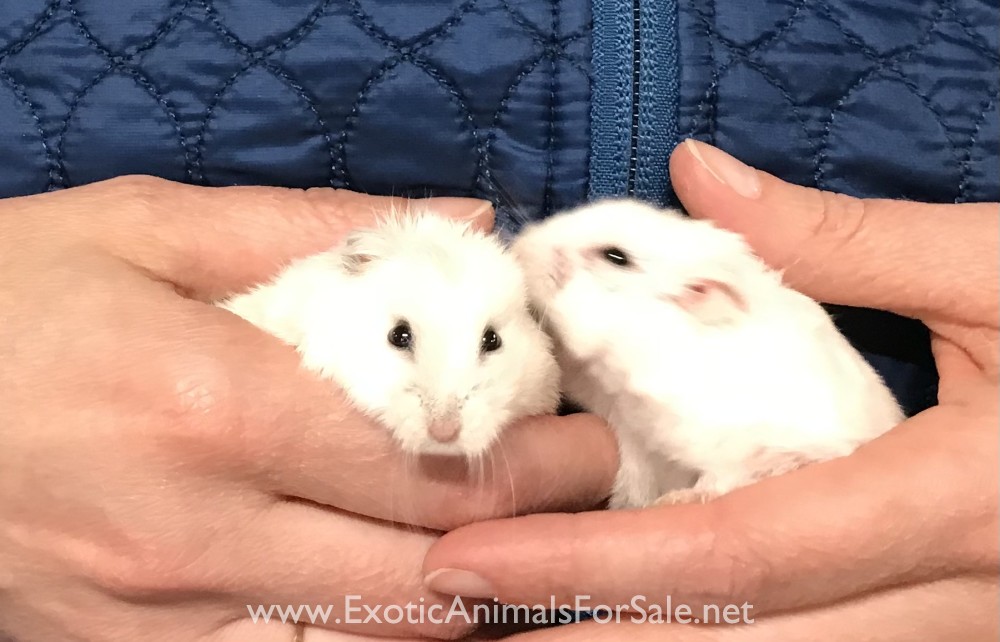 7 rare colored breeder dwarf hamsters for Sale