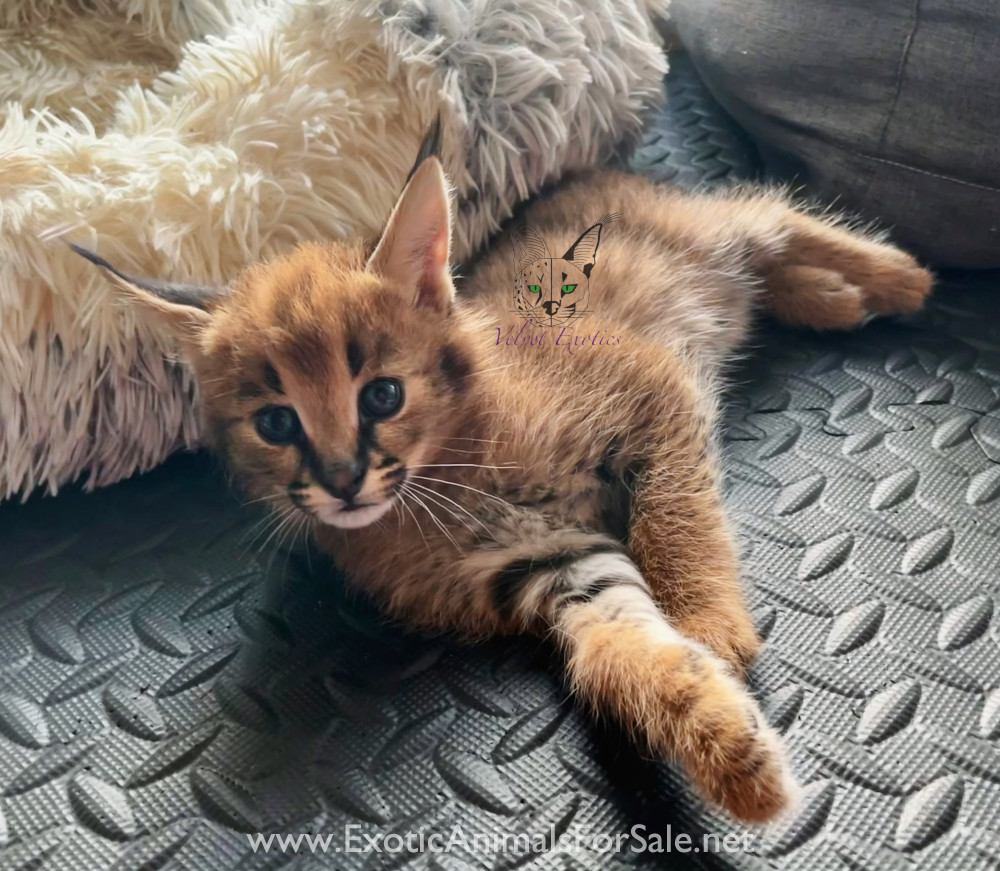 Serval Caracal Hybrid - Caraval for Sale