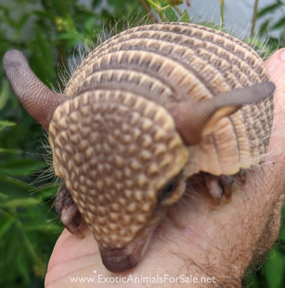 Baby Screaming Hairy Armadillo 9/3/22 JUST WEANED for Sale