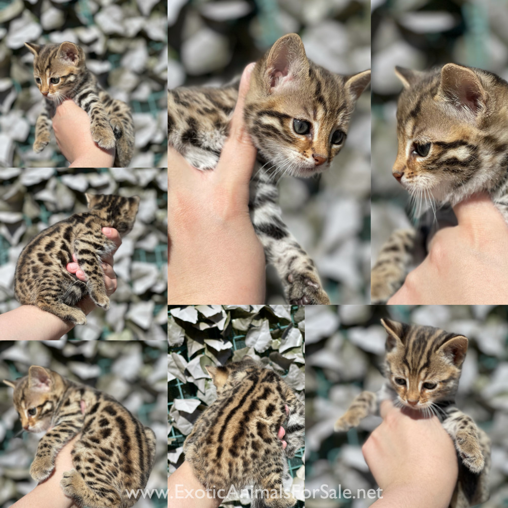 F1 Bengal Kitten For Sale f1-bengal-kitten-for-sale