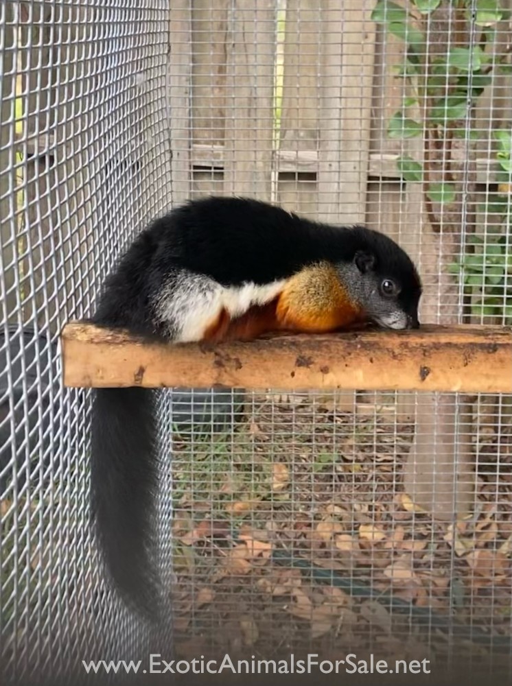 Prevost’s Squirrel babies for Sale