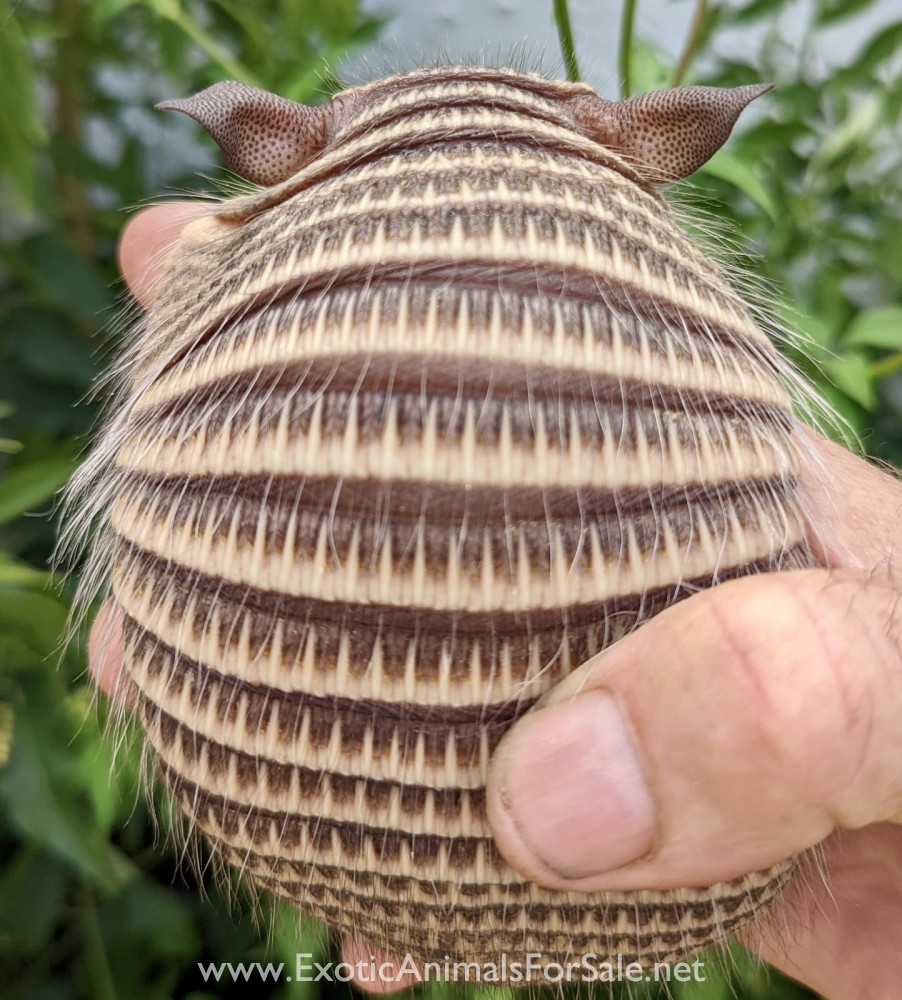 Baby Screaming Hairy Armadillo 9/3/22 JUST WEANED for Sale