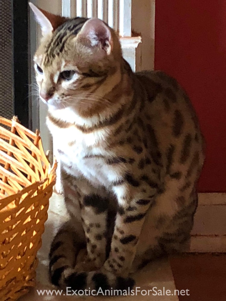 Tica registered f2 bengal for Sale