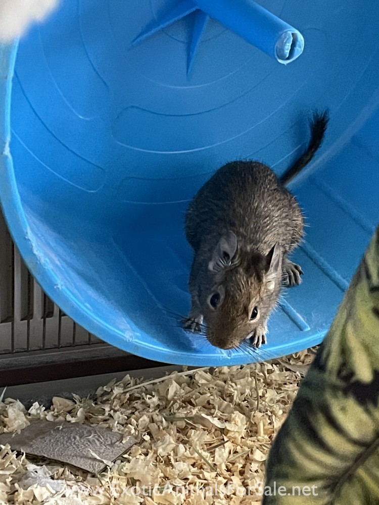 Degu for Sale