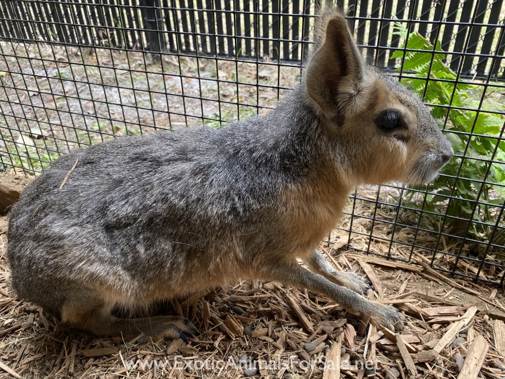 Patagonian Cavy Pair for Sale