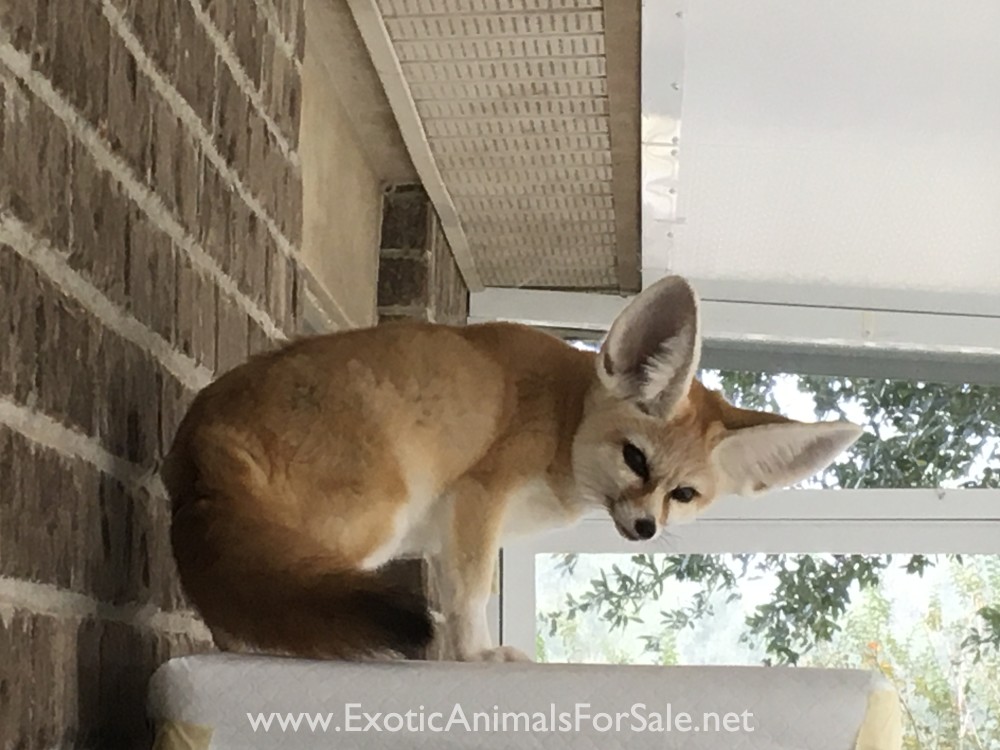 Female Fennec Fox for Sale
