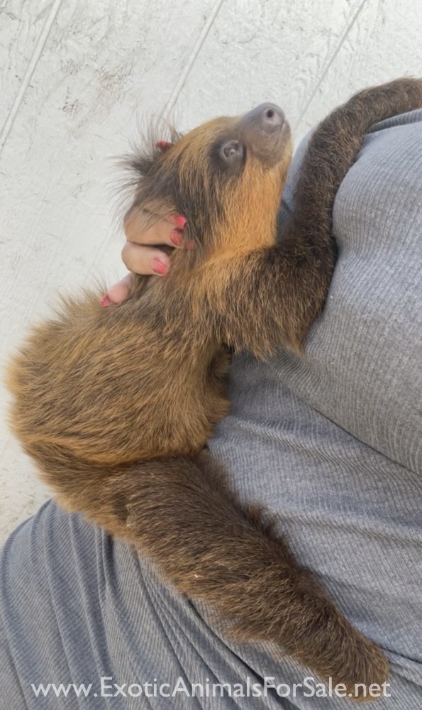 2 toed Sloth baby for Sale