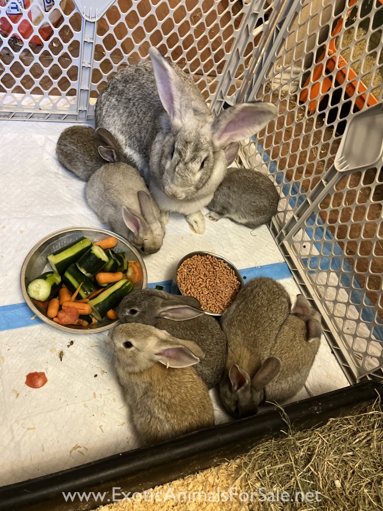 Flemish Giant Rabbits for Sale