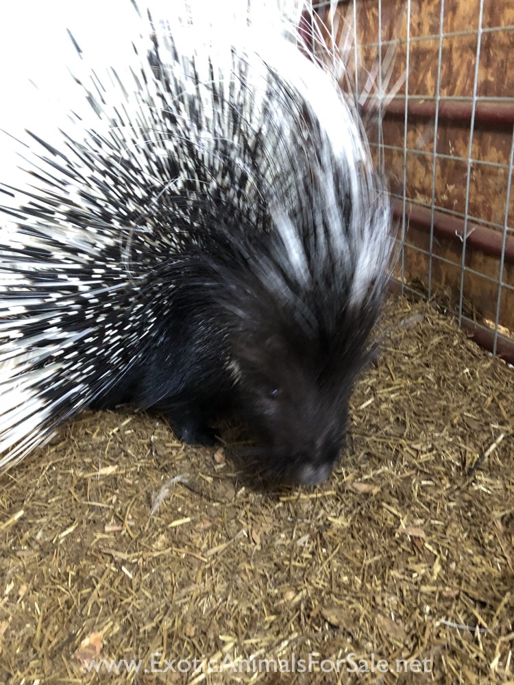 African crested porcupine for Sale