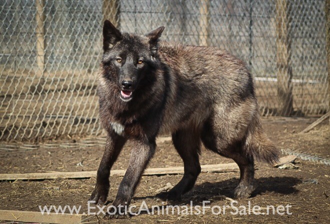 WOLF/SHEPHERD PUPPIES for Sale