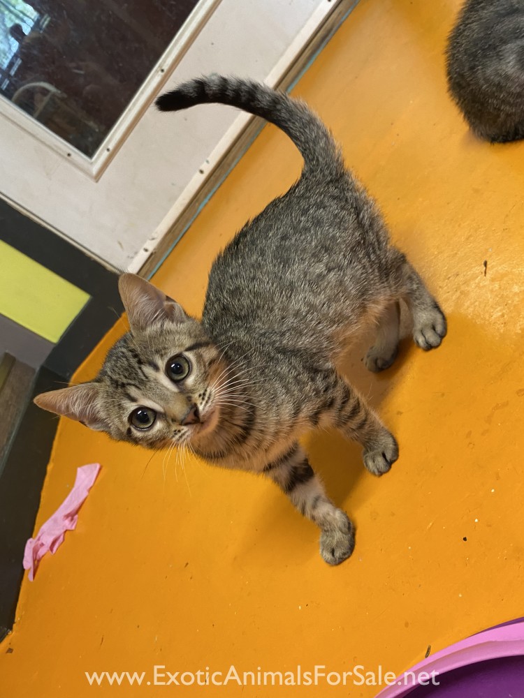 Half bengal/half Tom cat for Sale