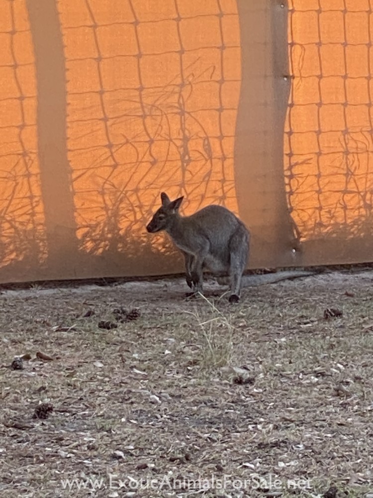 Bennett Walaby for Sale