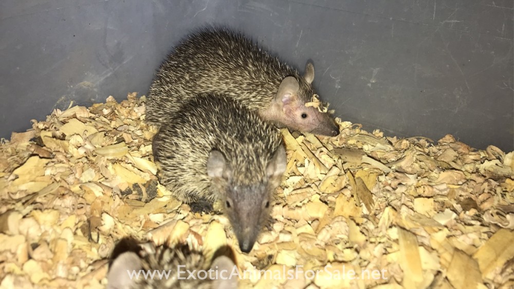 Lesser tenrec for Sale