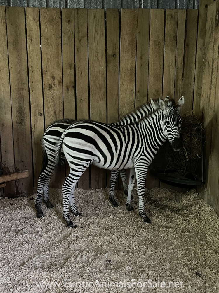 Zebra stud colt for Sale