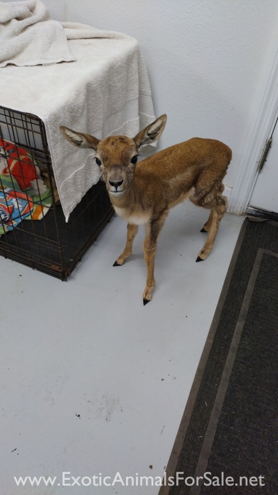 Bottle Baby Black Buck for Sale
