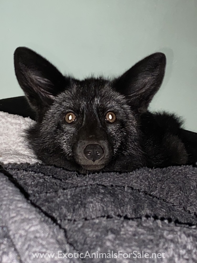 Silver fox mix for Sale