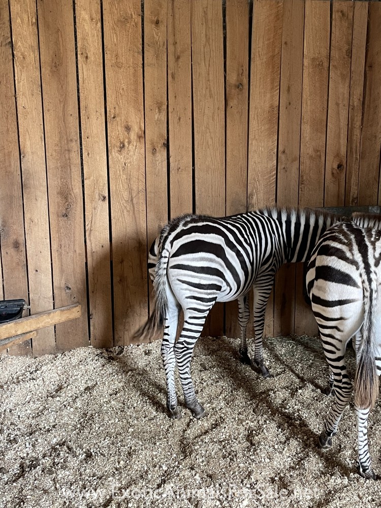Zebra stud colt for Sale