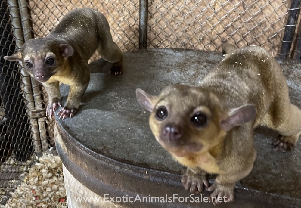 Gorgeous Pair Of Kinkajous Honey Bears For Sale