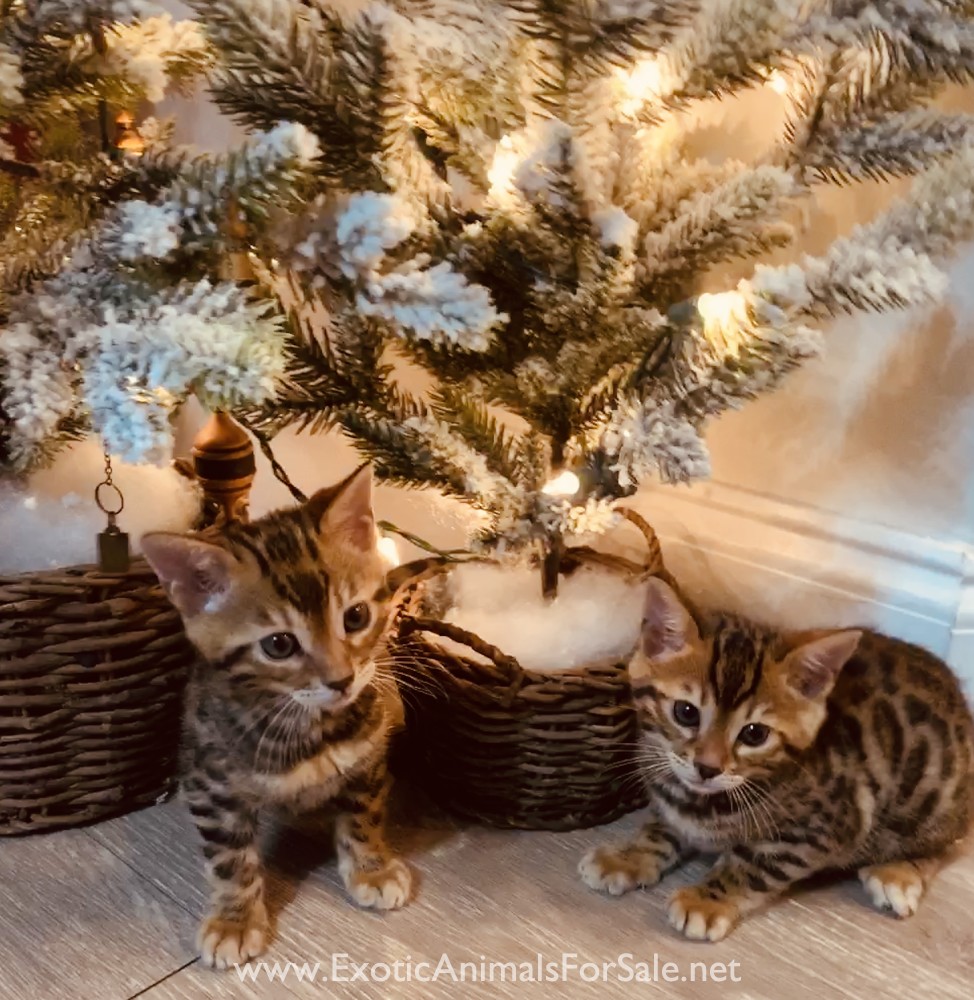 Female F4 Bengal Kitten for Sale