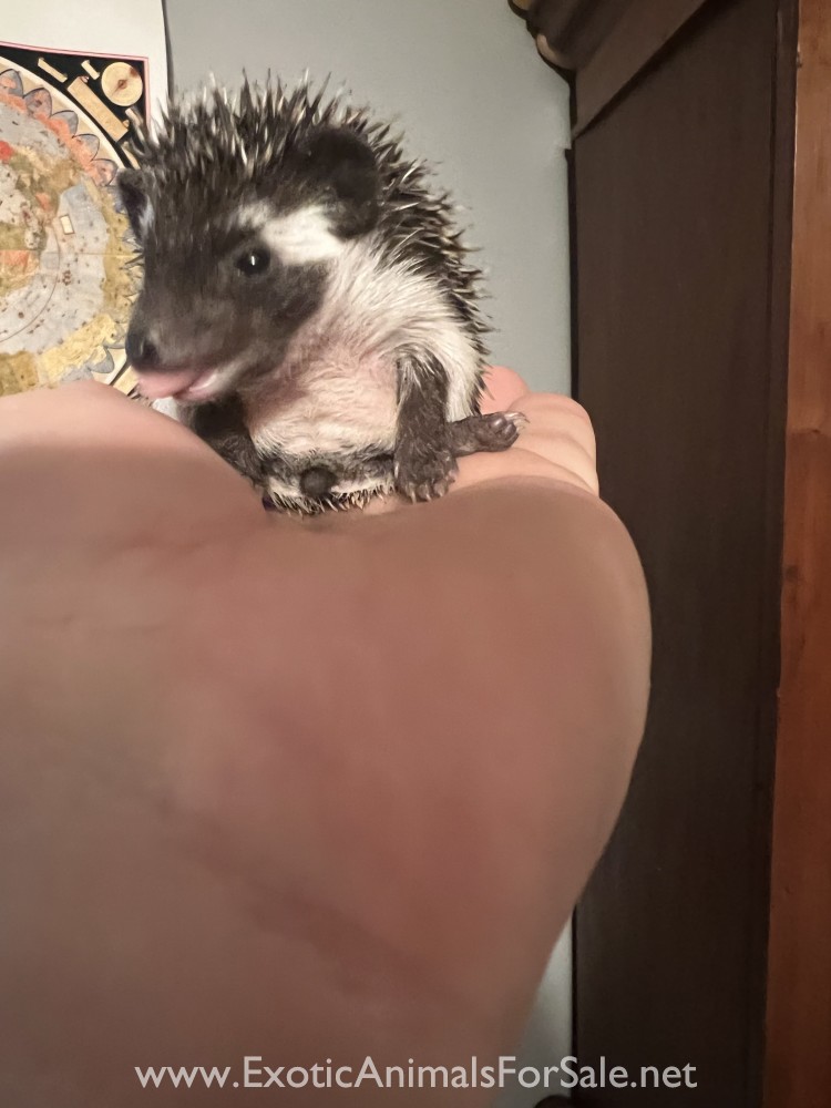 Baby Chocolate Badger Hedgehogs for Sale