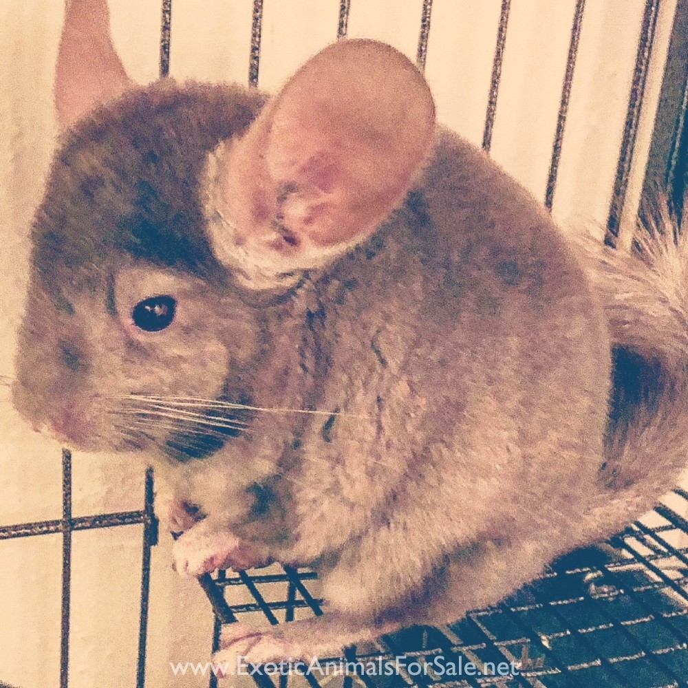 Chinchillas Female (2) Bonded Pair for Sale