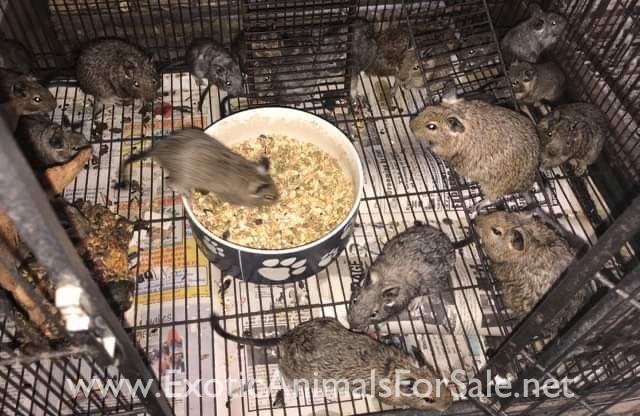 Proven breeding colony of Blue & Brown Degus for Sale