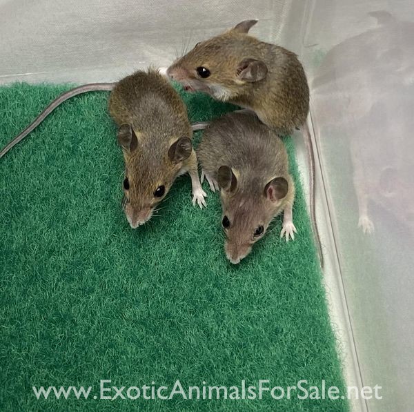African Pygmy Mice for Sale