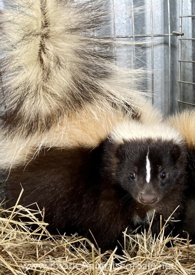 skunks - raccoons - ferrets - hedgehogs - tarantula for Sale