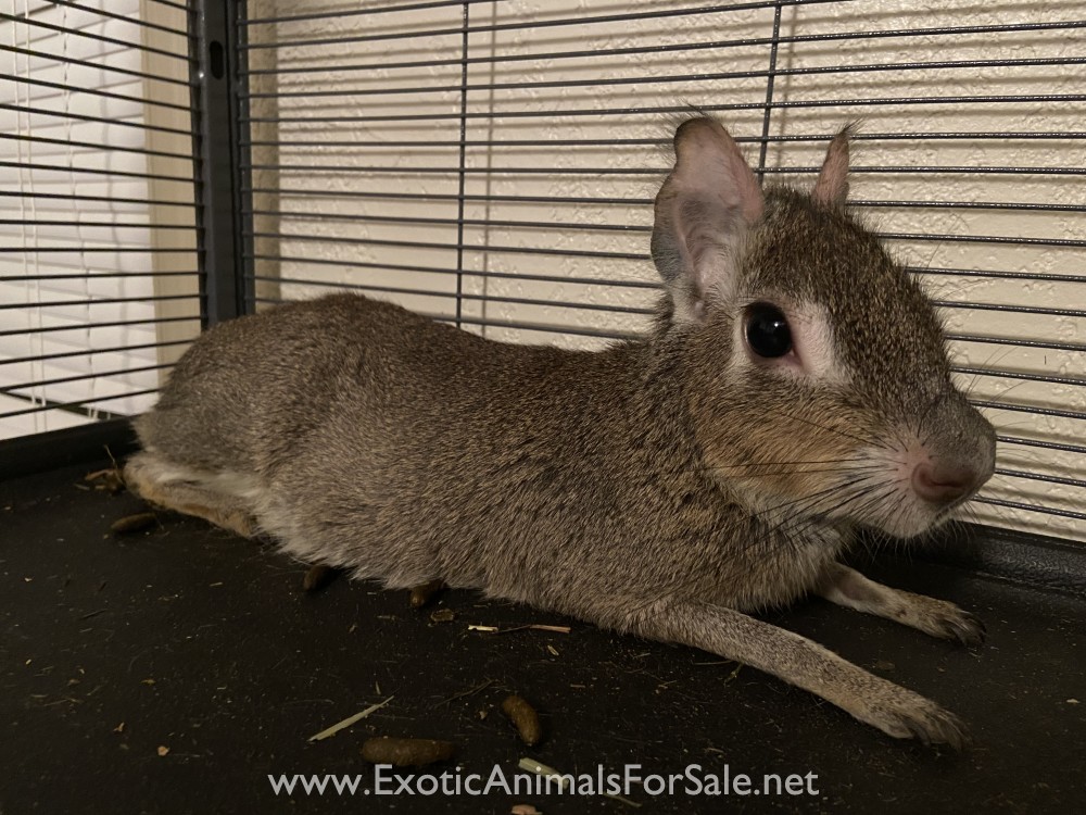 Male Chacoan Mara for Sale