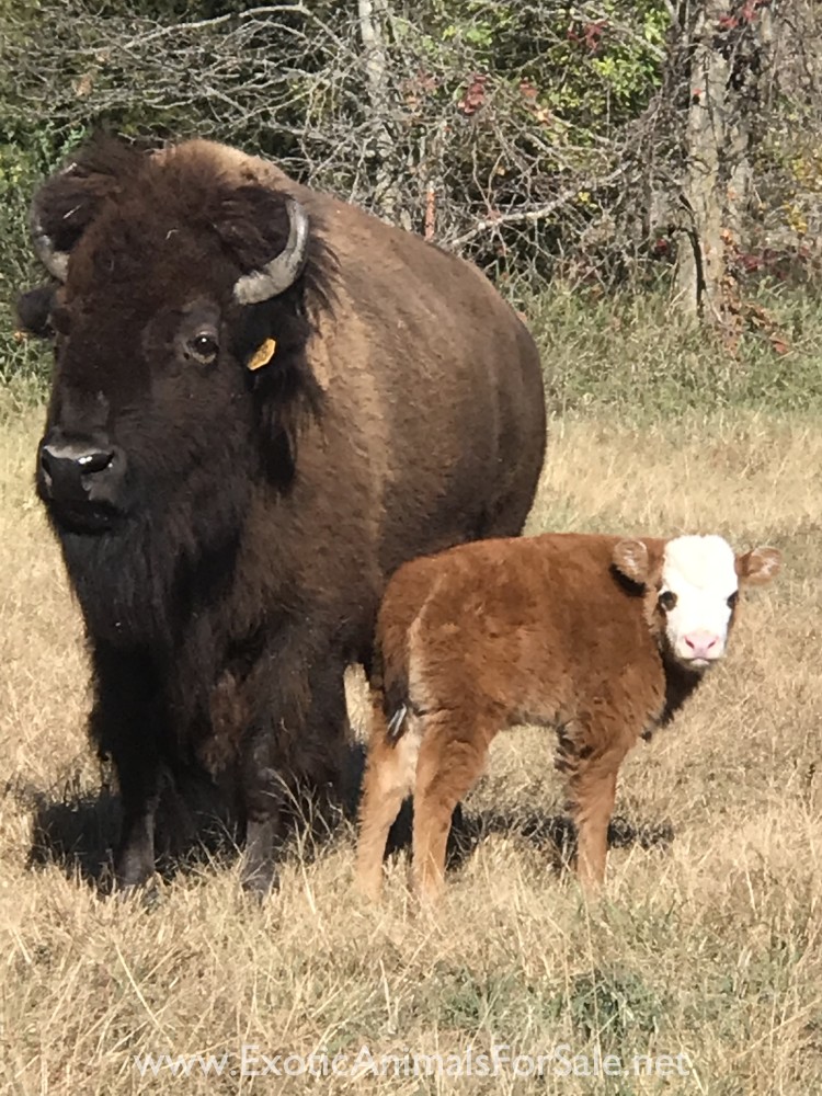 Bison Miniature Hereford Hybrid for Sale
