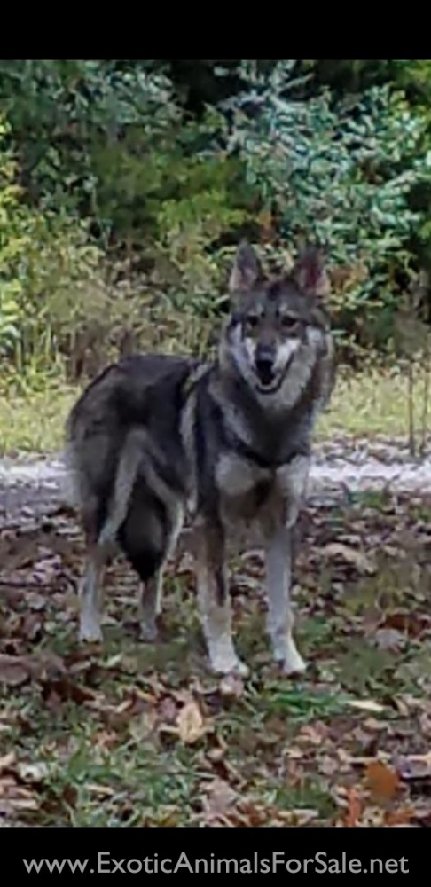 Wolf Hybrid Puppies for Sale