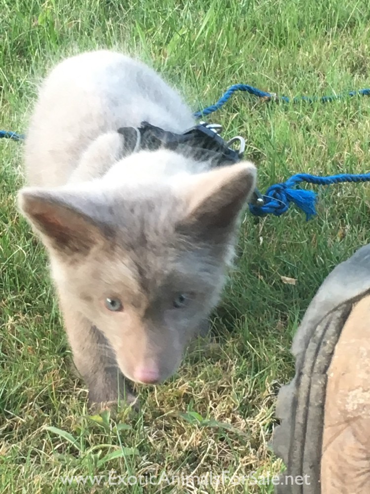 Amber, Pearl and Silver Fox Pups for Sale for Sale