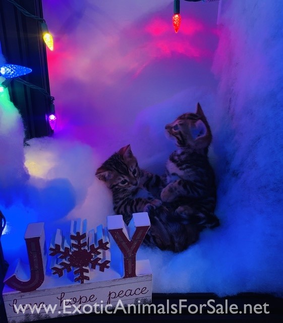 F4 Bengal Kittens for Sale