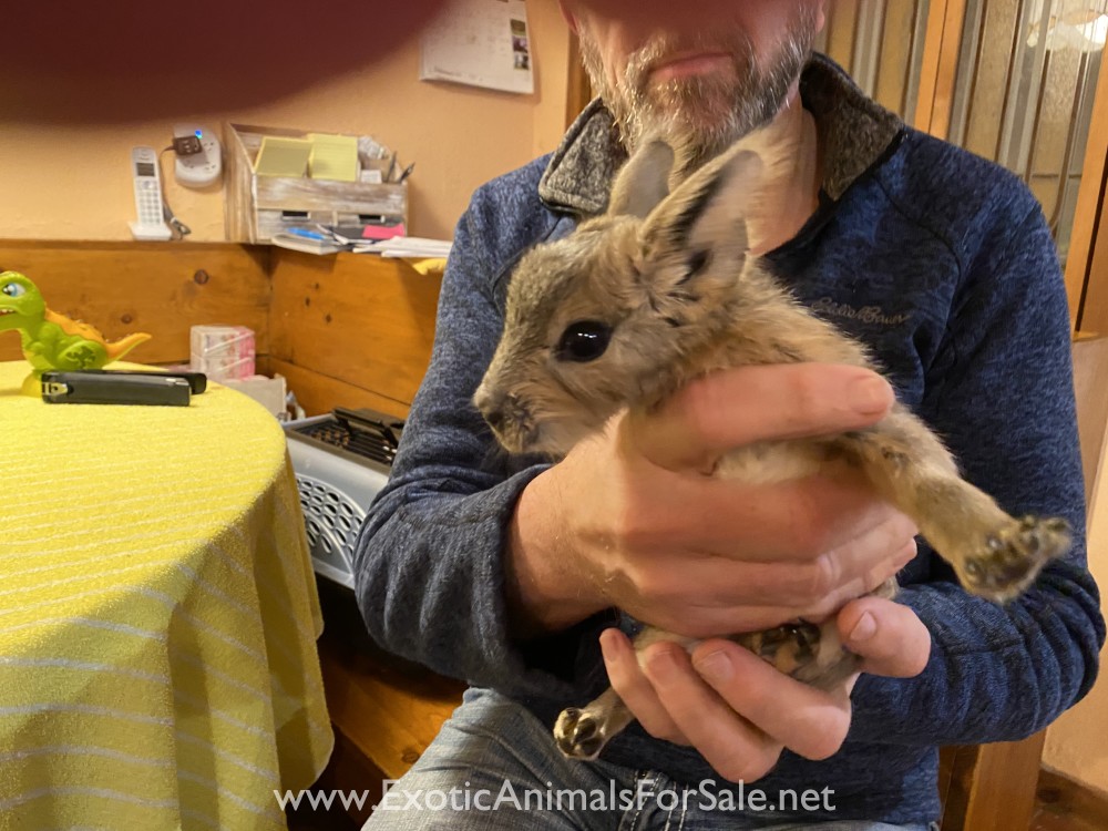 Patagonian Cavies for Sale